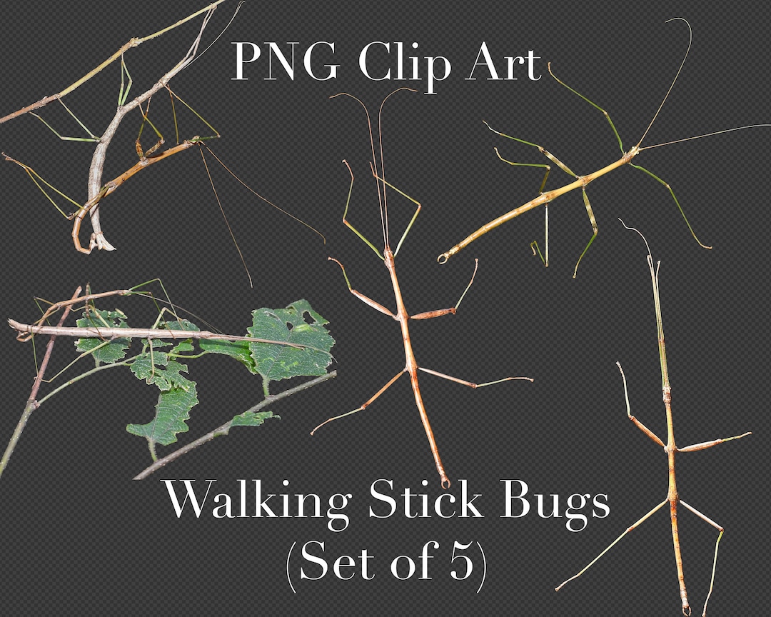 Walking Stick Bugs Clip Art (set of 5) PNG Clipart With Transparent ...