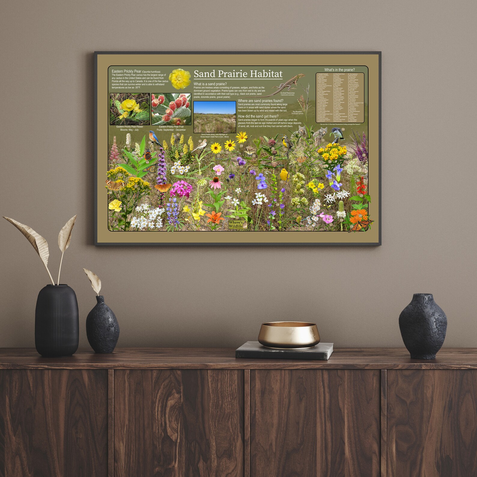 Sand Prairie Habitat Educational Nature Poster / Fun Kids Wildlife ...