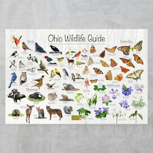 Ohio Wildlife Guide / Id's State Birds, Mammals, Wildflowers, and ...