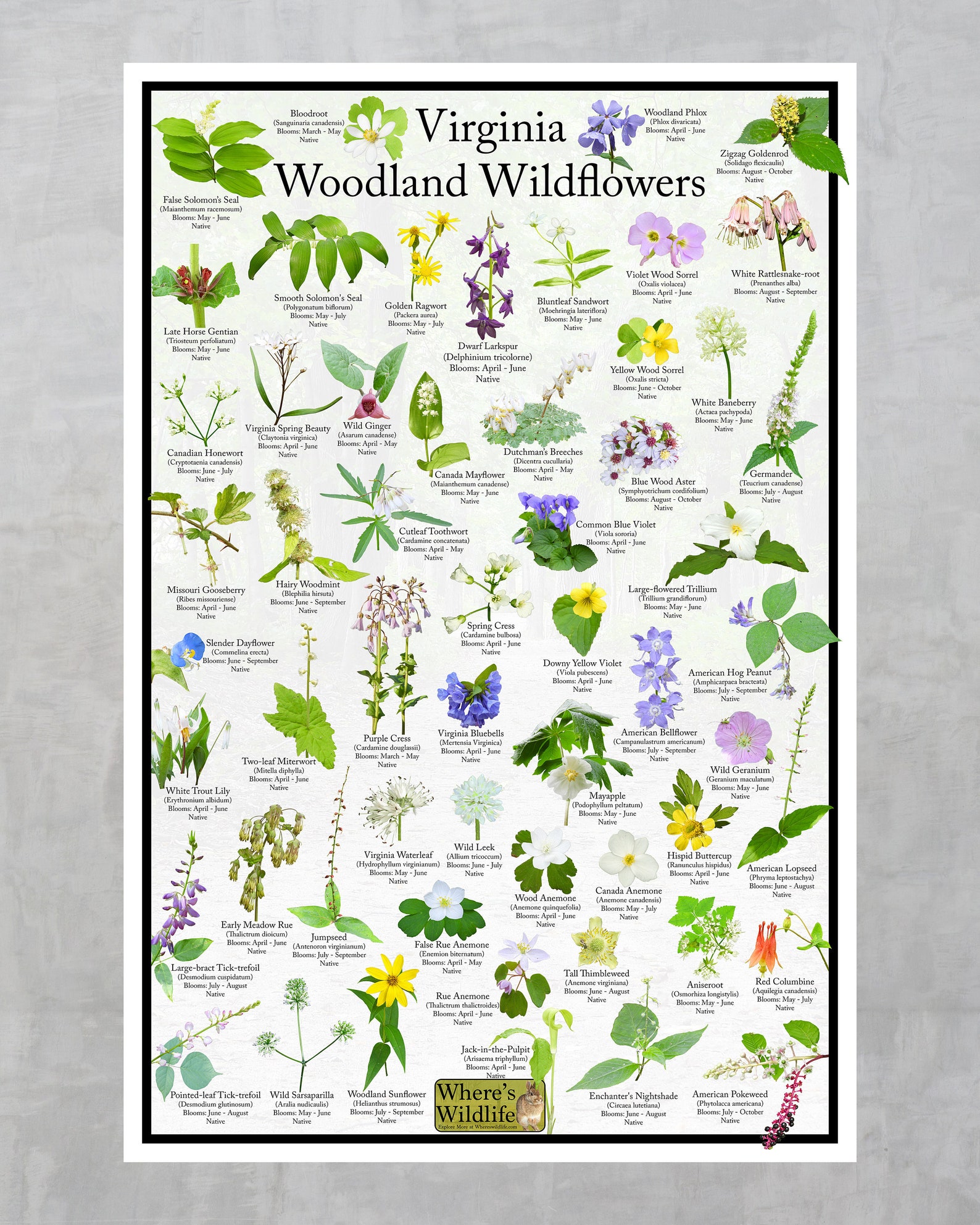 Virginia Woodland Wildflower Field Guide Poster / Flower Identification ...