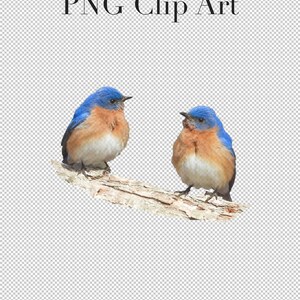 Eastern Bluebird Bird Set of 5 PNG Clipart With Transparent Background ...