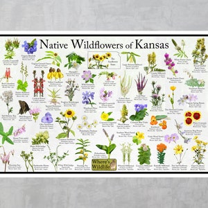 Native Wildflowers of Kansas / State Flower Field Guide Providing ...
