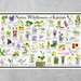 Native Wildflowers of Kansas / State Flower Field Guide Providing ...