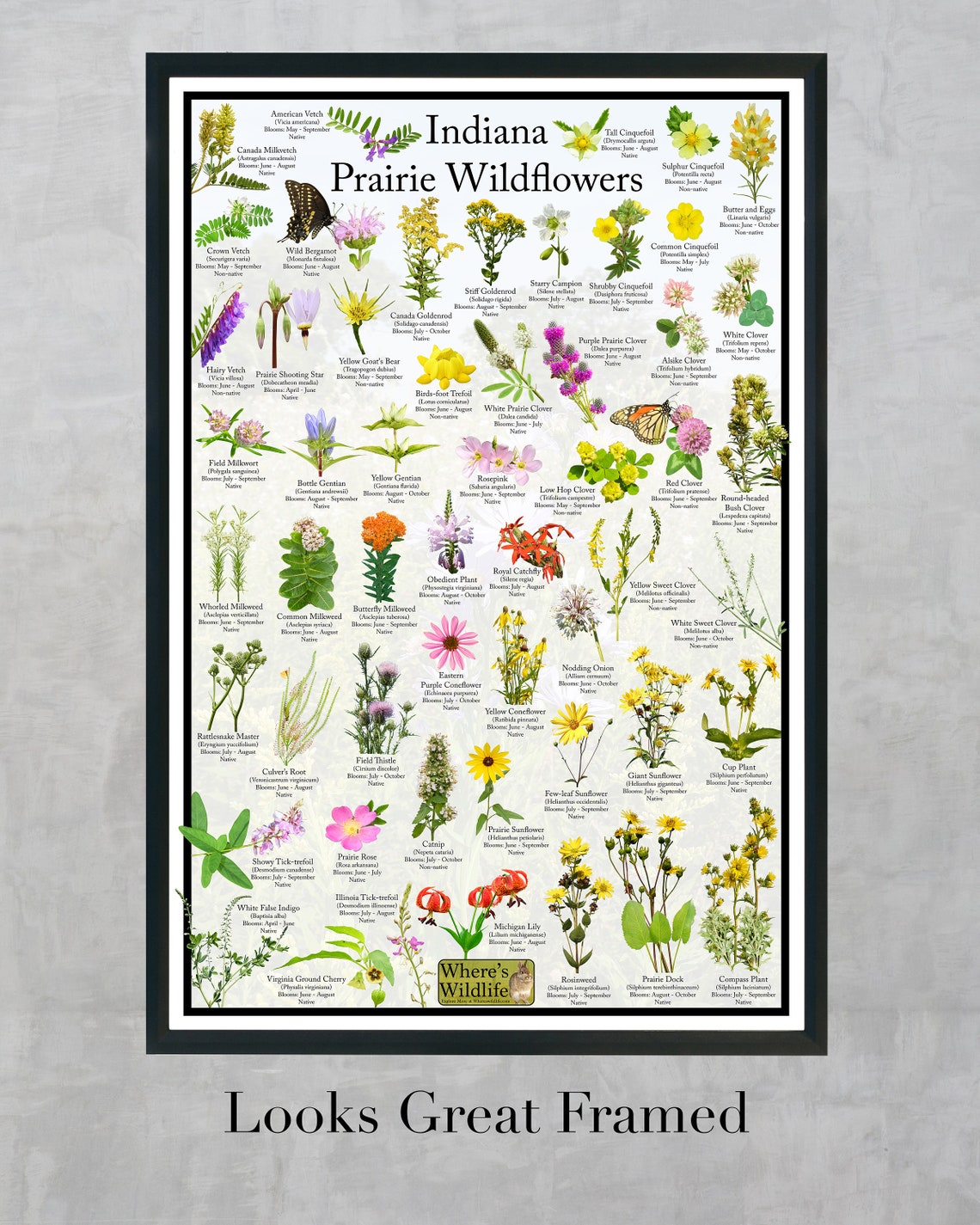 Indiana Prairie Wildflower Identification Poster / Flower - Etsy