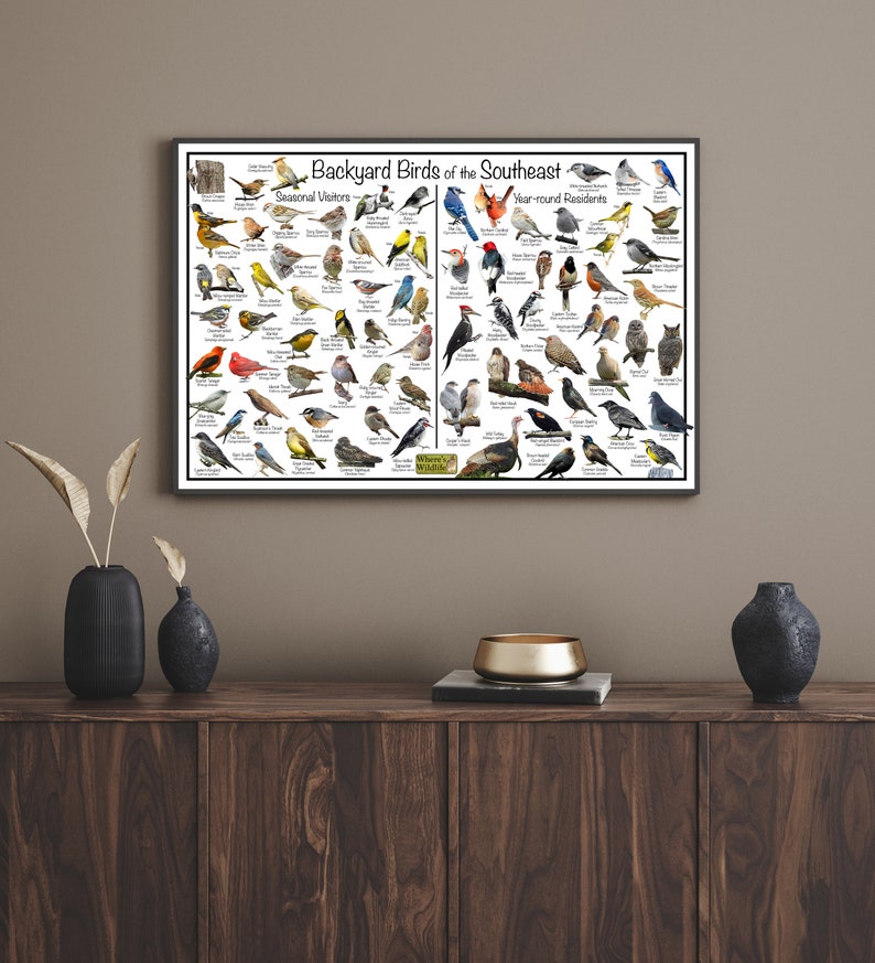 Backyard Birds of the Southeast Bird Identification Poster Divided Into ...