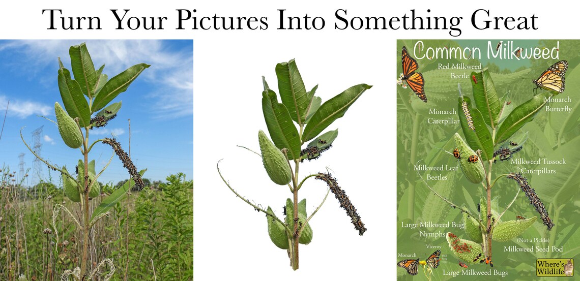 Walking Stick Bugs Clip Art (set of 5) PNG Clipart With Transparent ...