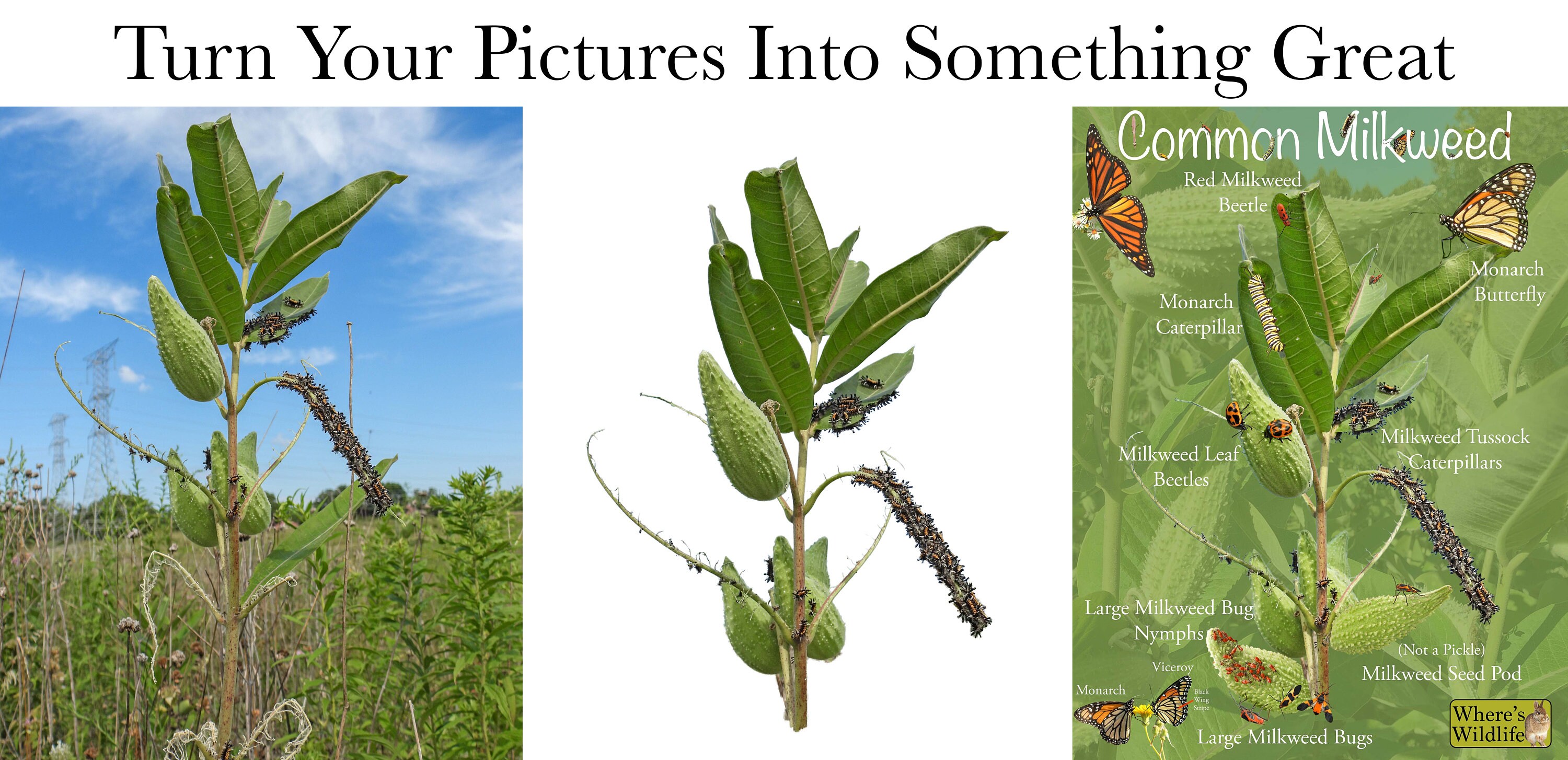 Walking Stick Bugs Clip Art set of 5 PNG Clipart With - Etsy UK