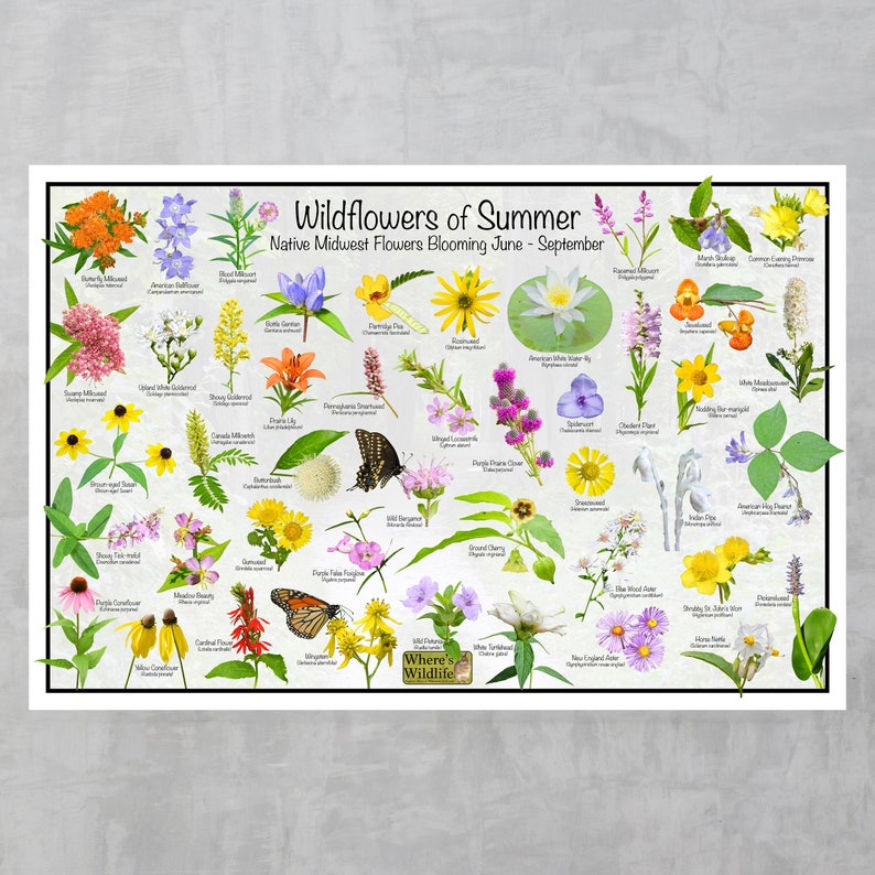 Wildflowers of Summer Flower Identification Poster / Native - Etsy