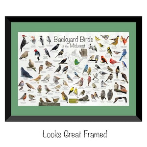 Backyard Birds of the Midwest / North America Bird Identification ...