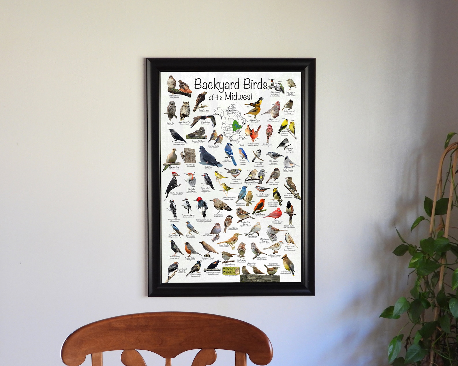 Backyard Birds of the Midwest Region North America Bird Identification ...