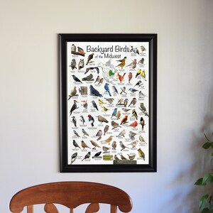 Backyard Birds of the Midwest Region North America Bird Identification ...