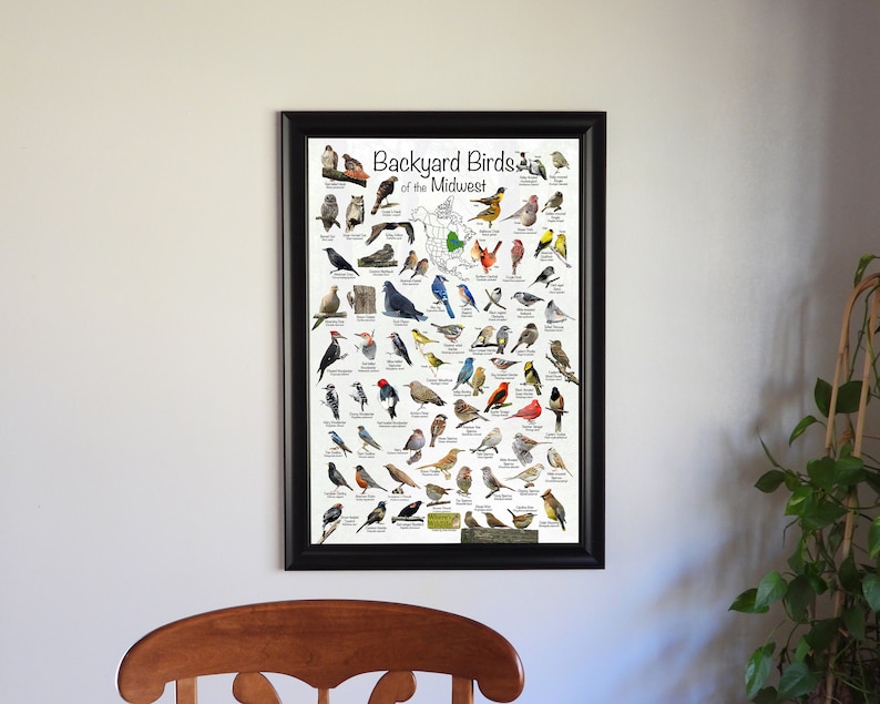 Backyard Birds of the Midwest Region North America Bird Identification ...