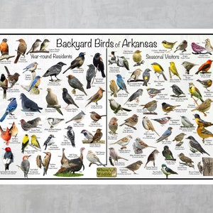 Backyard Birds of Arkansas Bird Identification Poster Divided by Year ...