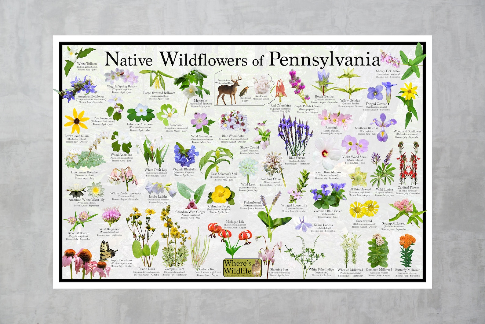 Native Wildflowers of Pennsylvania / State Flower Field Guide - Etsy