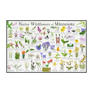 Native Wildflowers of Minnesota / State Flower Field Guide Providing ...