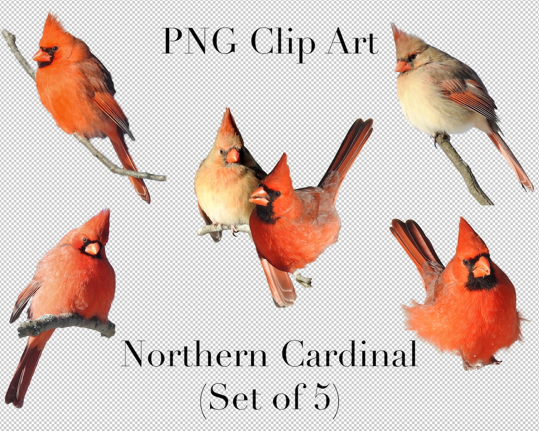 Northern Cardinal Bird Set of 5 PNG Clipart With Transparent Background ...