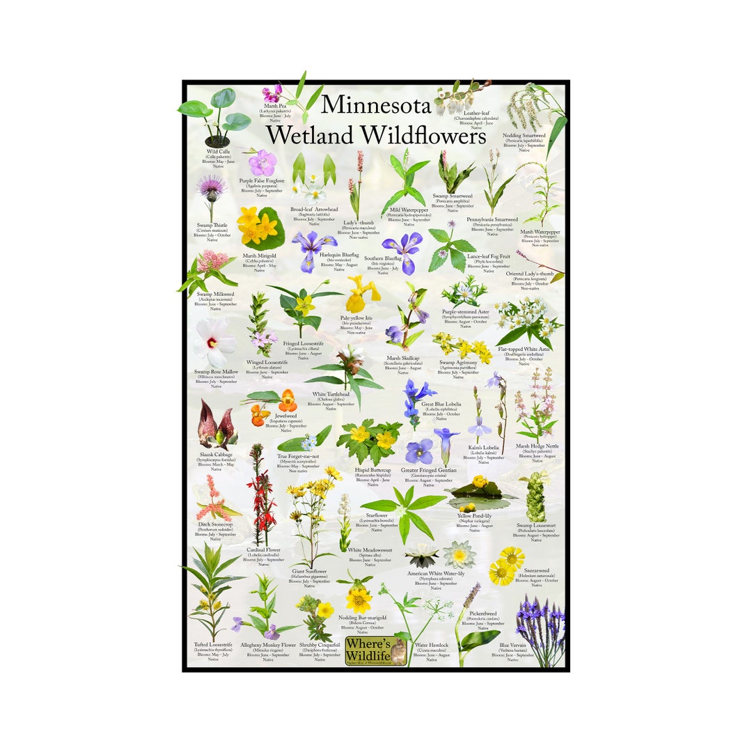 Minnesota Wetland Wildflower Poster / State Flower Guide Providing ...