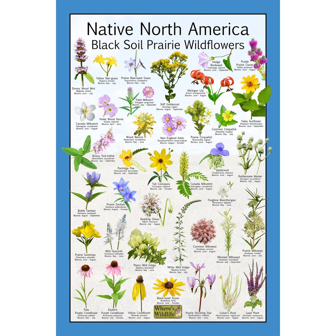Native North America Black Soil Prairie Wildflowers Flower ...