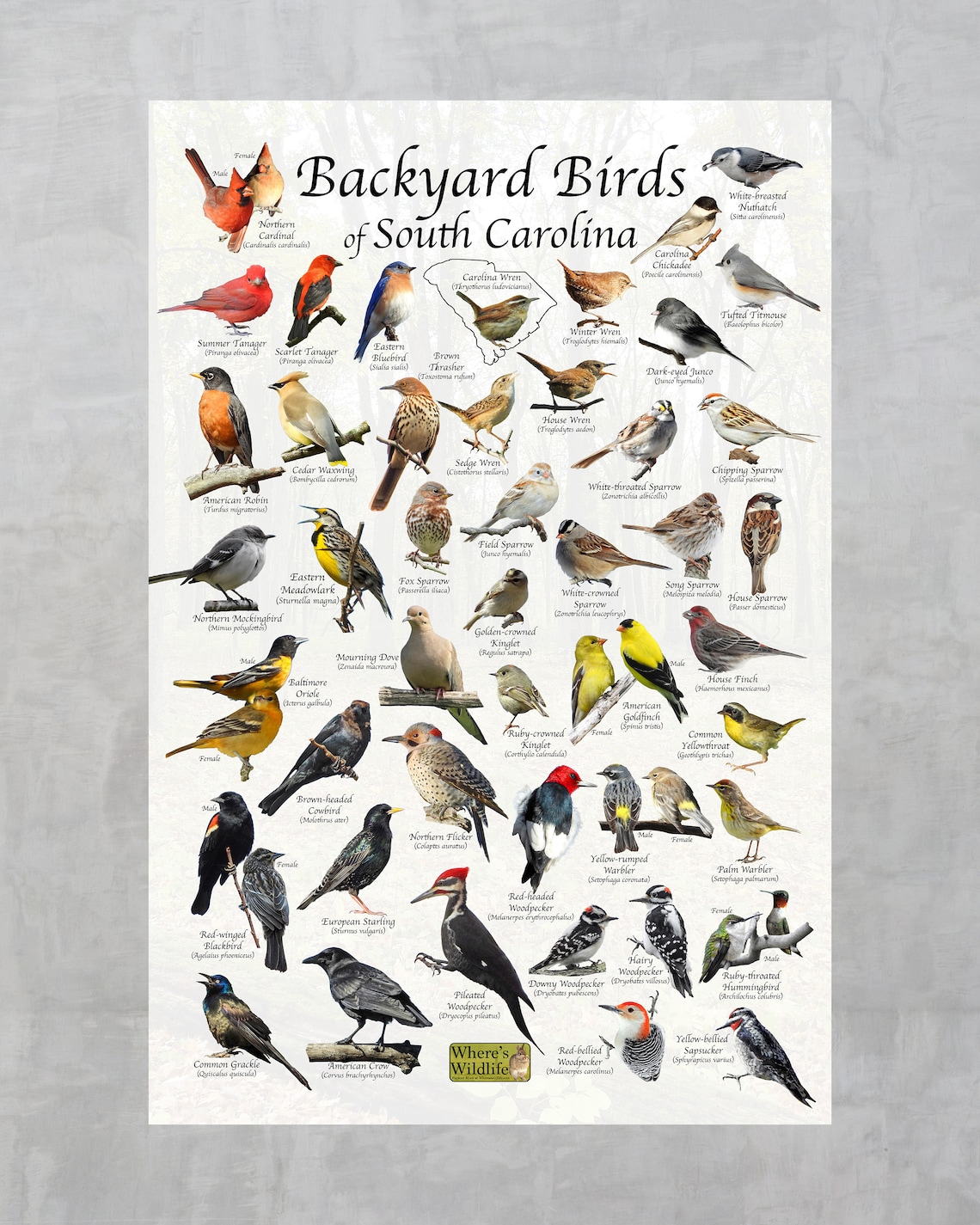 Birds of South Carolina Backyard Bird Identification Poster / - Etsy
