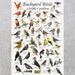 Birds of South Carolina Backyard Bird Identification Poster / Bird ID ...