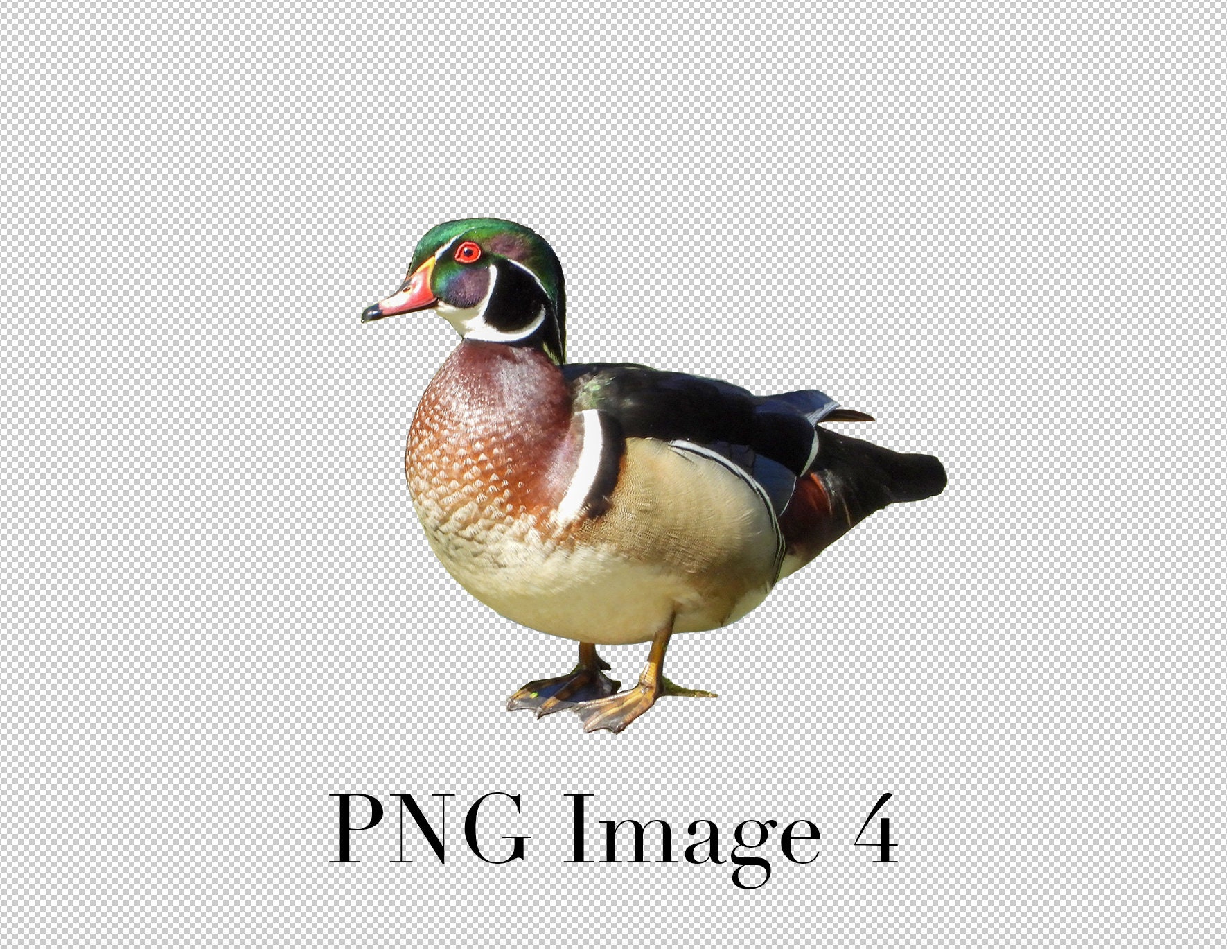 Wood Duck (set of 5) PNG Clipart With Transparent Background Photoshop ...