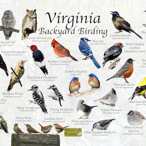 Birds of Virginia Backyard Birding Identification Picture Print/ Great ...