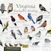 Birds of Virginia Backyard Birding Identification Picture Print/ Great ...