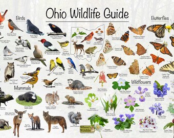 Ohio Birds Poster - Etsy