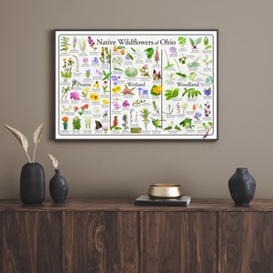 Native Wildflowers of Ohio Flower Identification Poster Divided Into ...