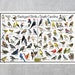 Backyard Birds of South Carolina Bird Identification Poster - Etsy