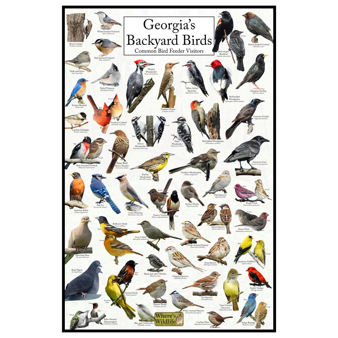 Georgia's Backyard Birds Poster - Georgia Bird Watching Chart ...