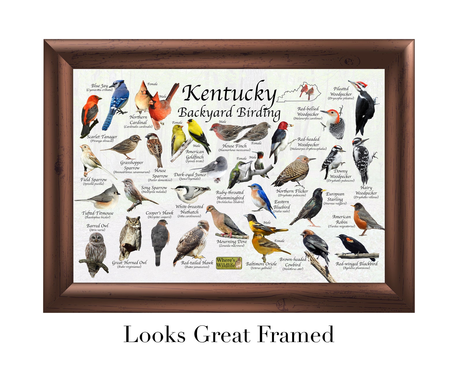 Birds of Kentucky Backyard Birding Identification Picture - Etsy