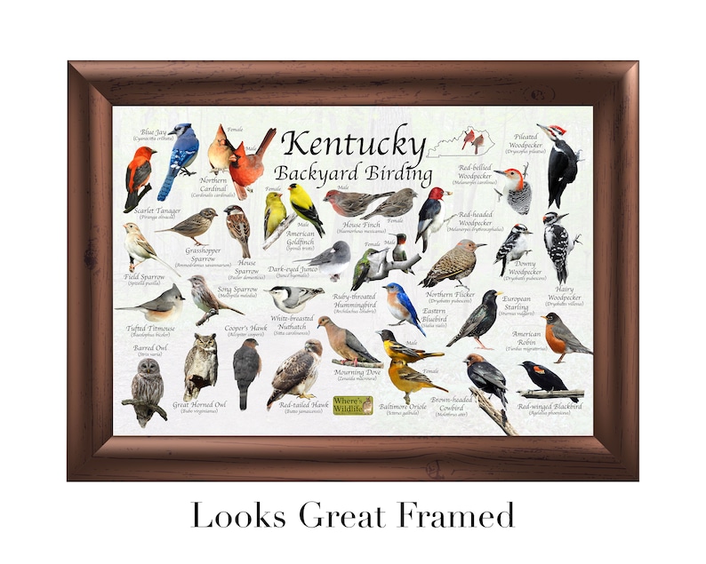 Birds of Kentucky Backyard Birding Identification Picture - Etsy