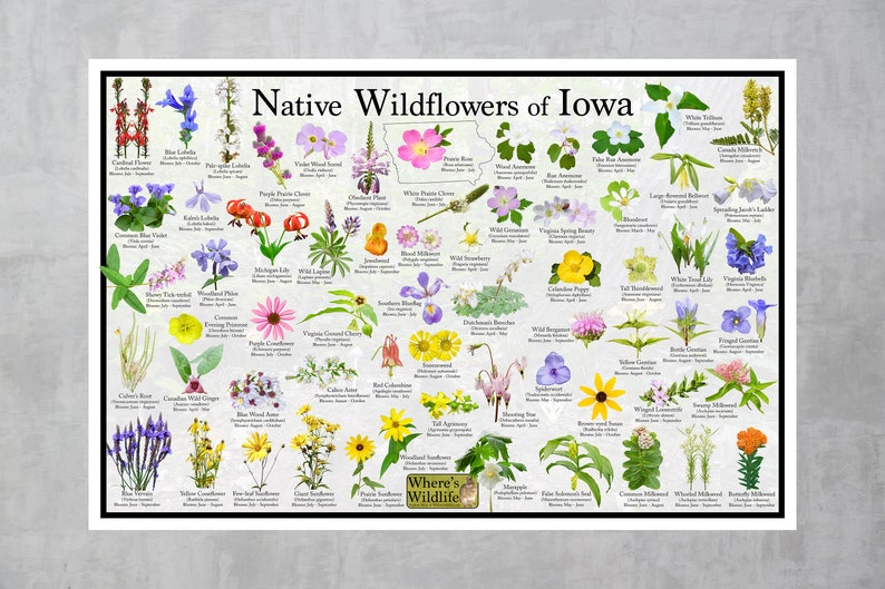 Native Wildflowers of Iowa / State Flower Field Guide Poster - Etsy