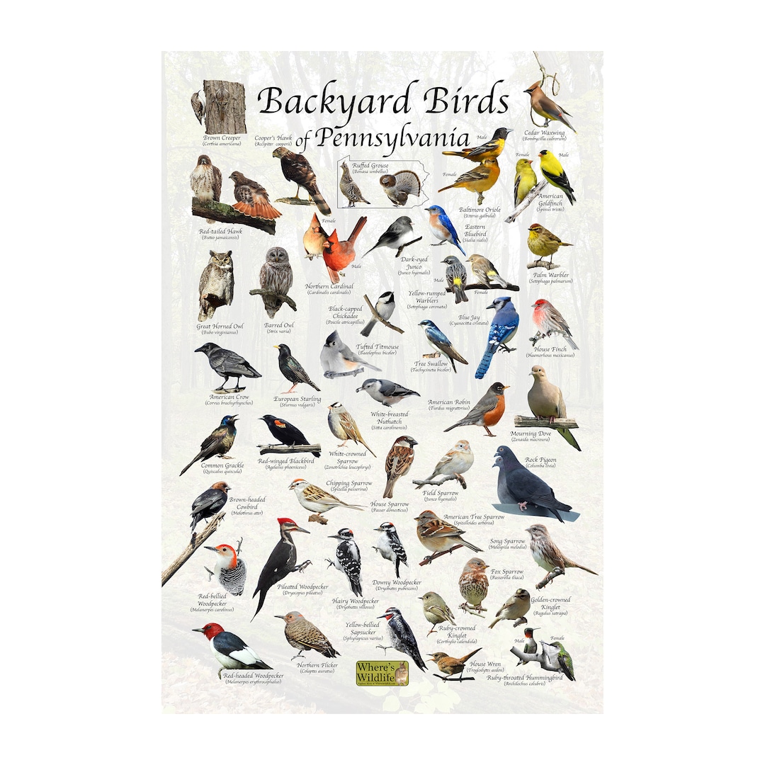 Backyard Birds Of Pennsylvania Bird Identification Poster Bird Field Guide Bird Watching