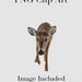White Tailed Deer Animal Clip Art (set of 5) PNG Clipart With ...