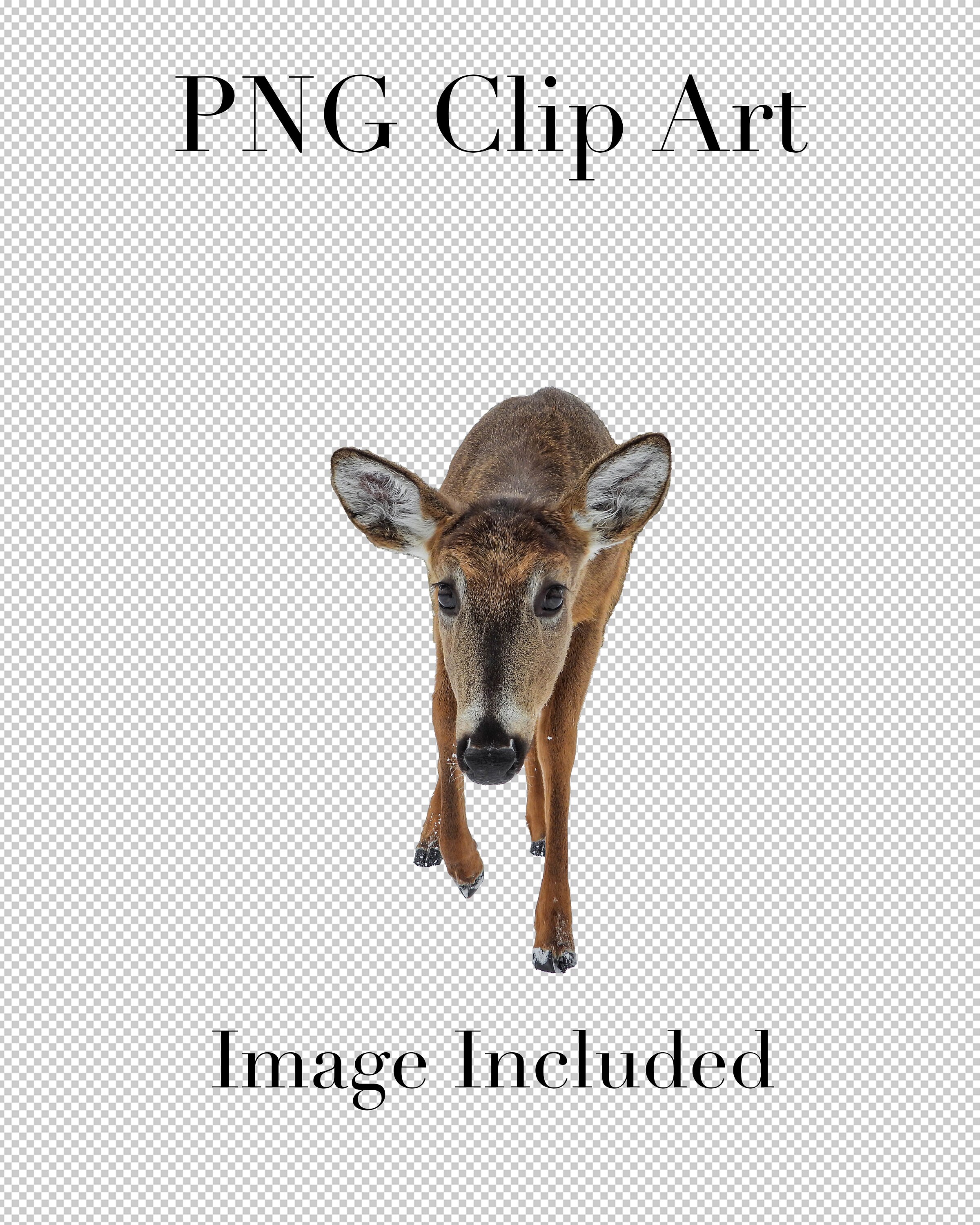 White Tailed Deer Animal Clip Art (set of 5) PNG Clipart With ...