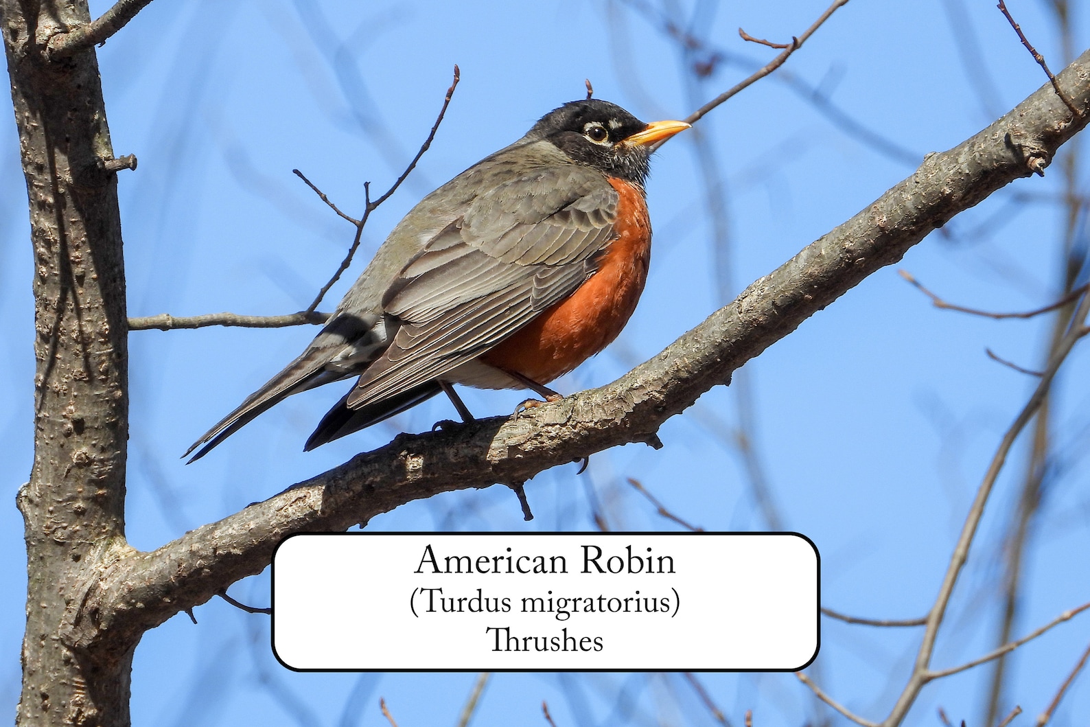 Common Birds of the Midwest Nature Collage Poster / Contains - Etsy