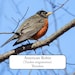 Common Birds of the Midwest Nature Collage Poster / Contains 136 ...