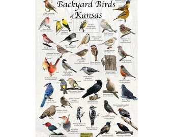 Kansas State Bird | Etsy