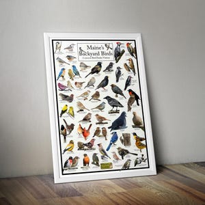 Maine's Backyard Birds Poster - Maine Bird Watching Chart Highlighting ...