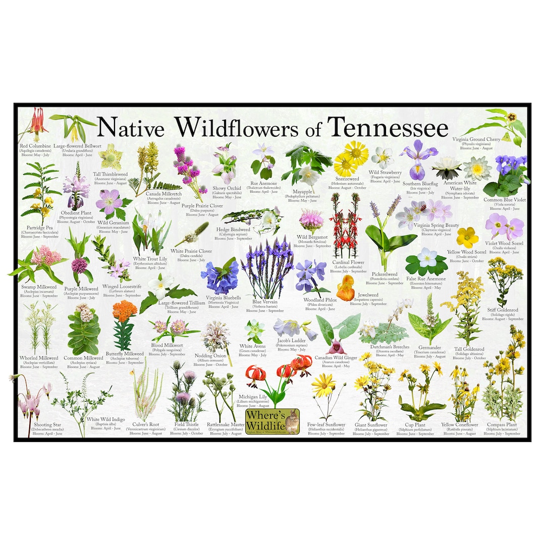 Native Wildflowers of Tennessee / State Flower Field Guide Poster ...