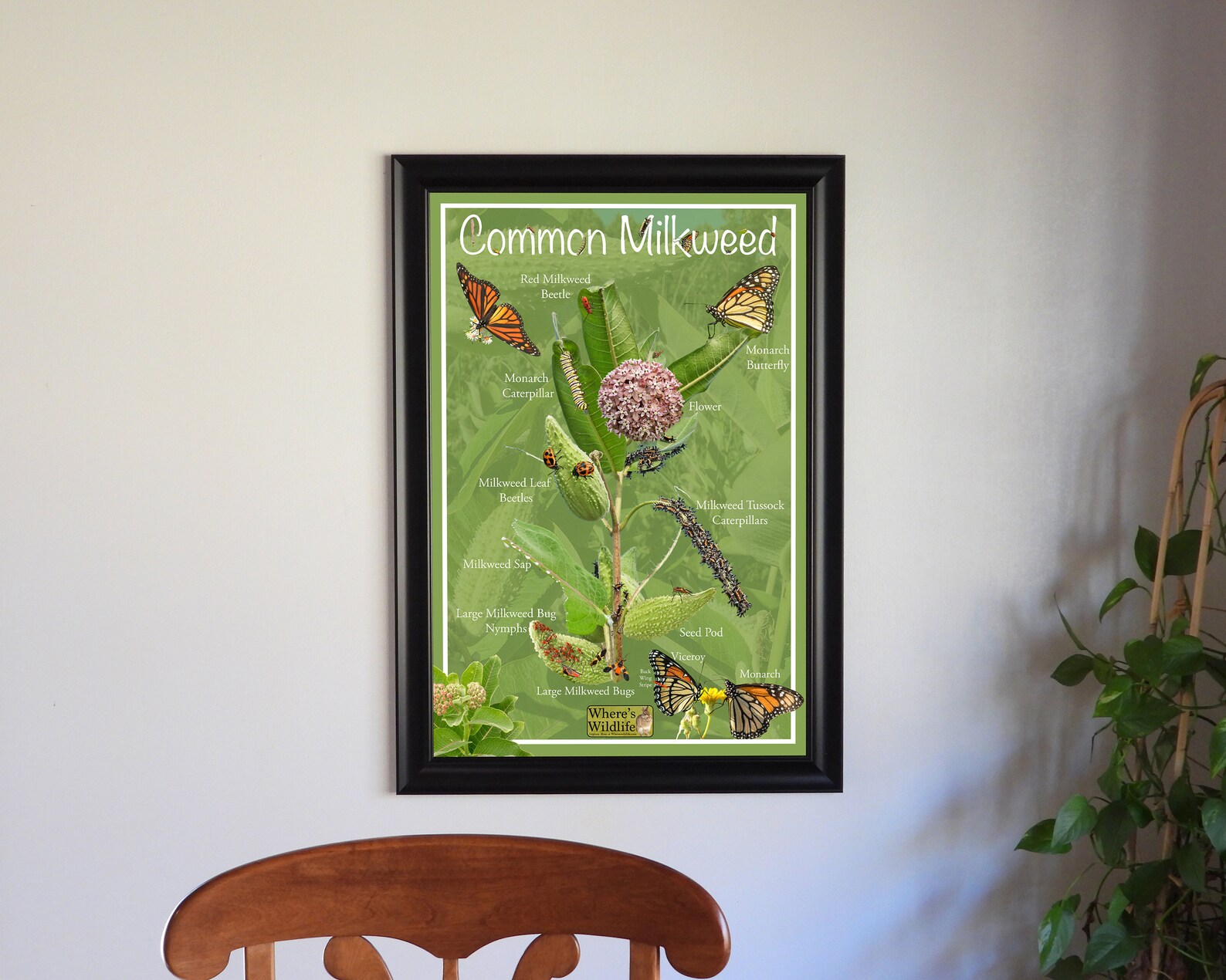Common Milkweed Nature Poster / Fun Educational Poster Plant - Etsy