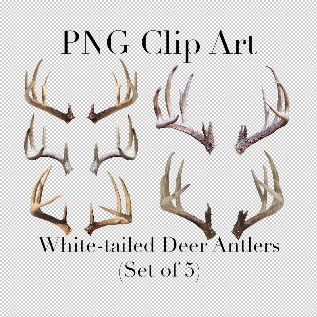 White Tailed Deer Big Buck Antlers Animal Clip Art (set of 5) PNG ...