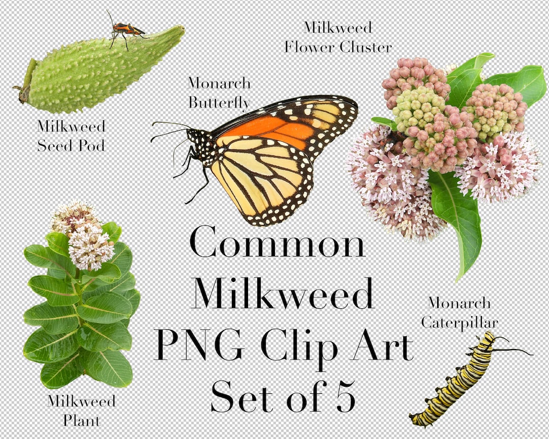 Common Milkweed and Monarchs Clip Art (set of 5) PNG Clipart With ...