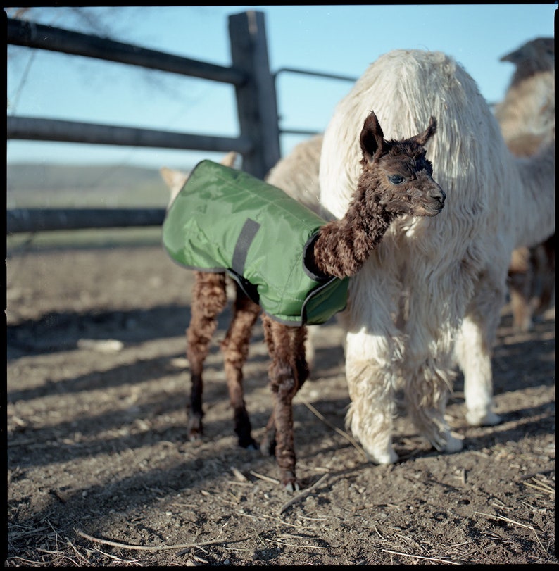 100% Pure Alpaca Manure, Natural Garden Fertilizer - Etsy