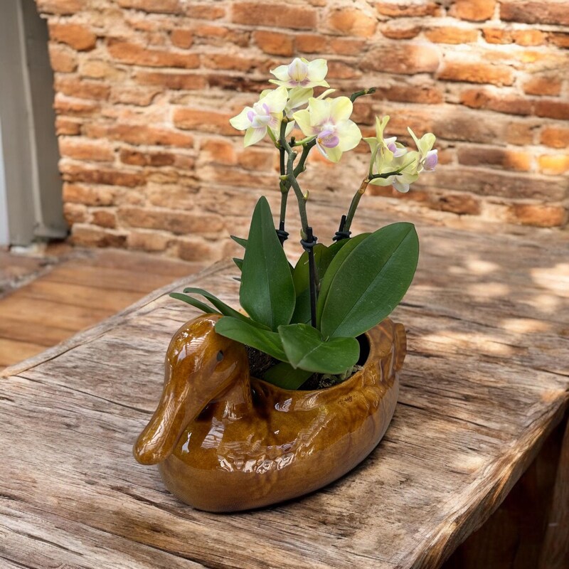 Duck Planter - Etsy
