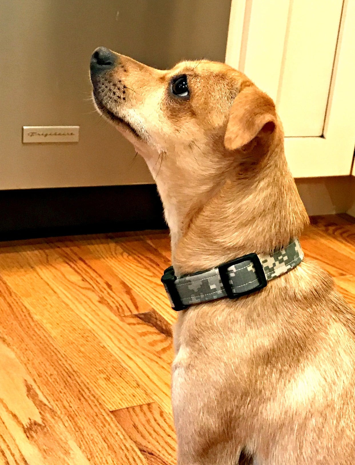 Military Army Digital Camo Dog Collar Made From Uniforms - Etsy