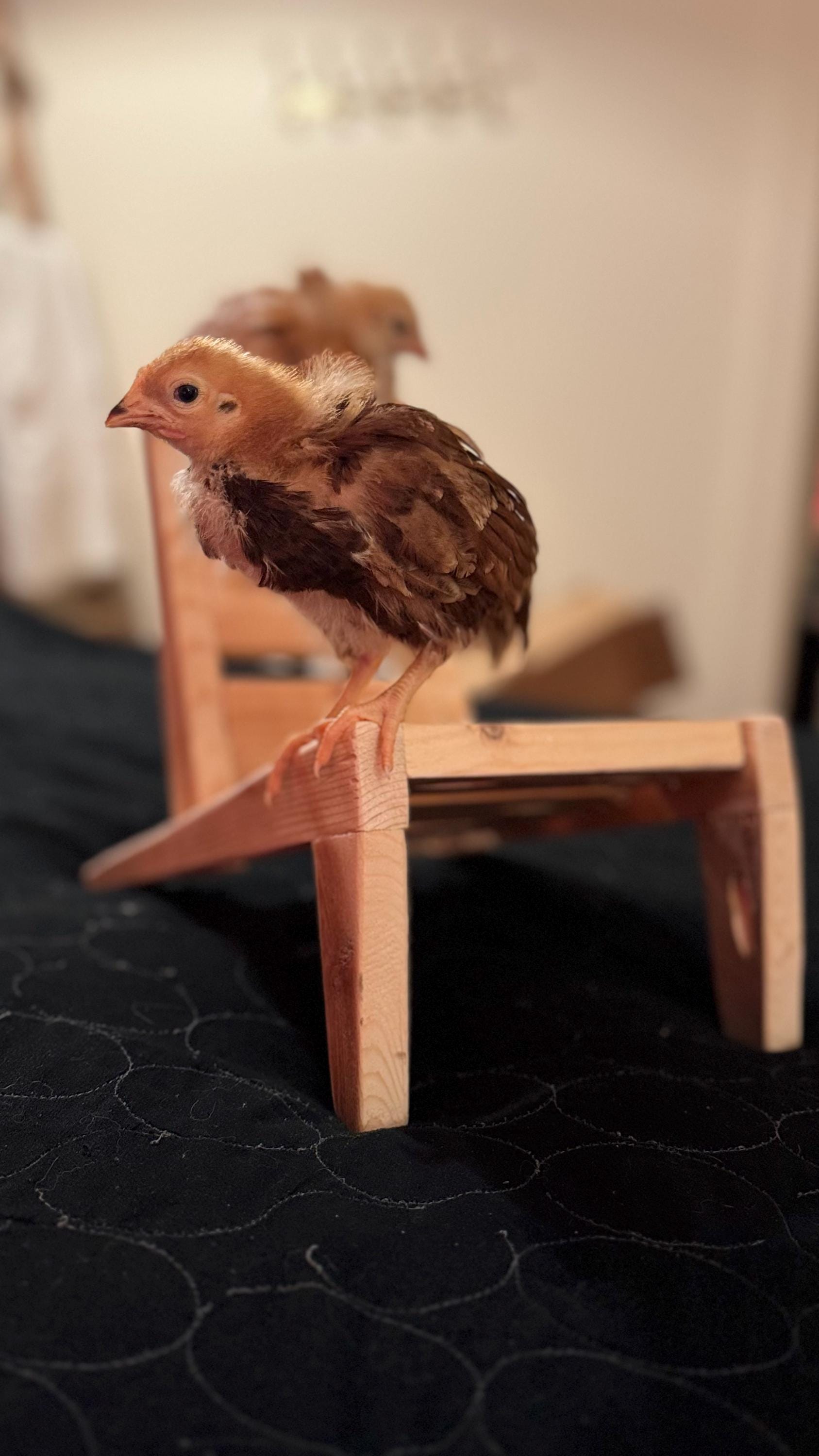 Chicken Chair or Wildlife Feeder - Etsy