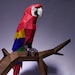 Macaw, Parrot, Paper Craft, Digital Template, Origami, PDF Download DIY ...